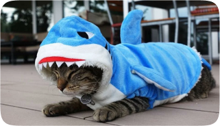 SharkCat - The Cat is a Shark