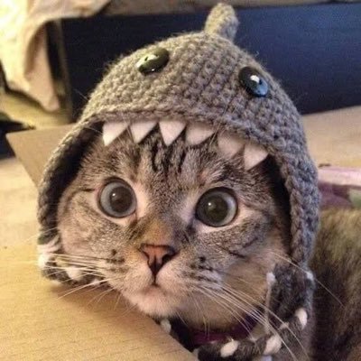 SharkCat - The Cat is a Shark