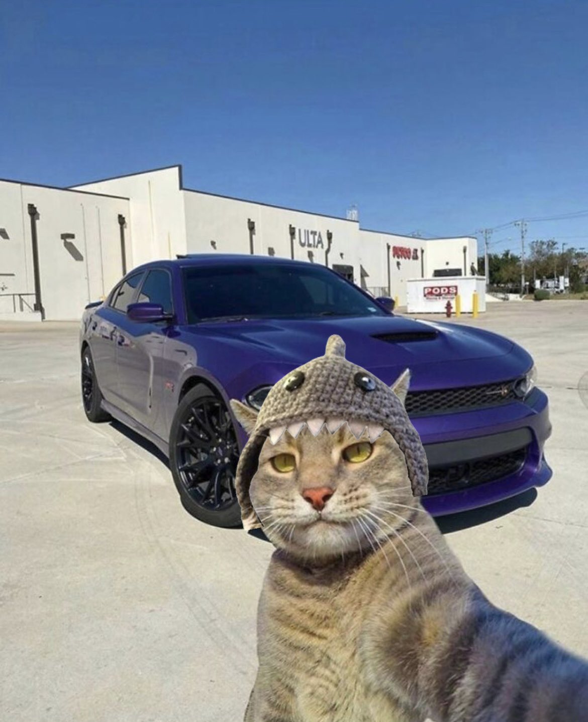 SharkCat - The Cat is a Shark